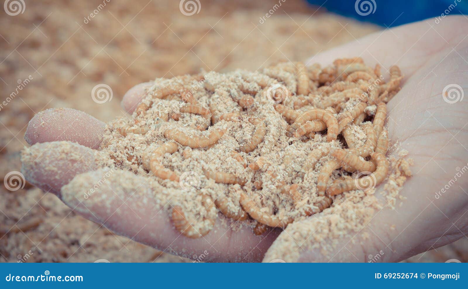 Mealworm in hand stock photo. Image of frightful, crawly - 69252674