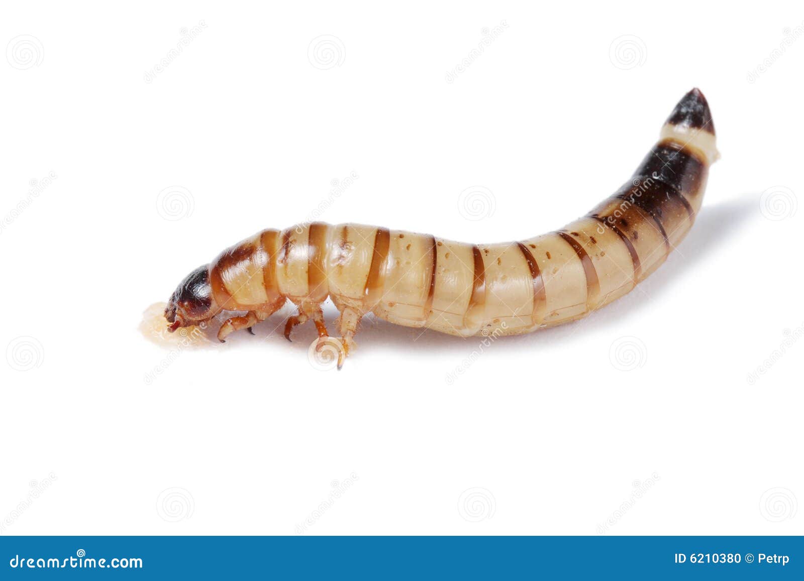 Superworm isolated stock photo. Image of insect, larva - 6210380