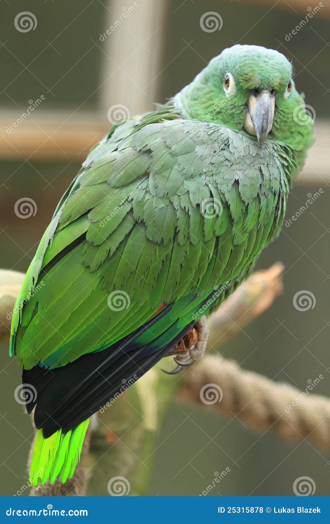 Mealy amazon stock photo. Image of green, animal, nature - 25315878