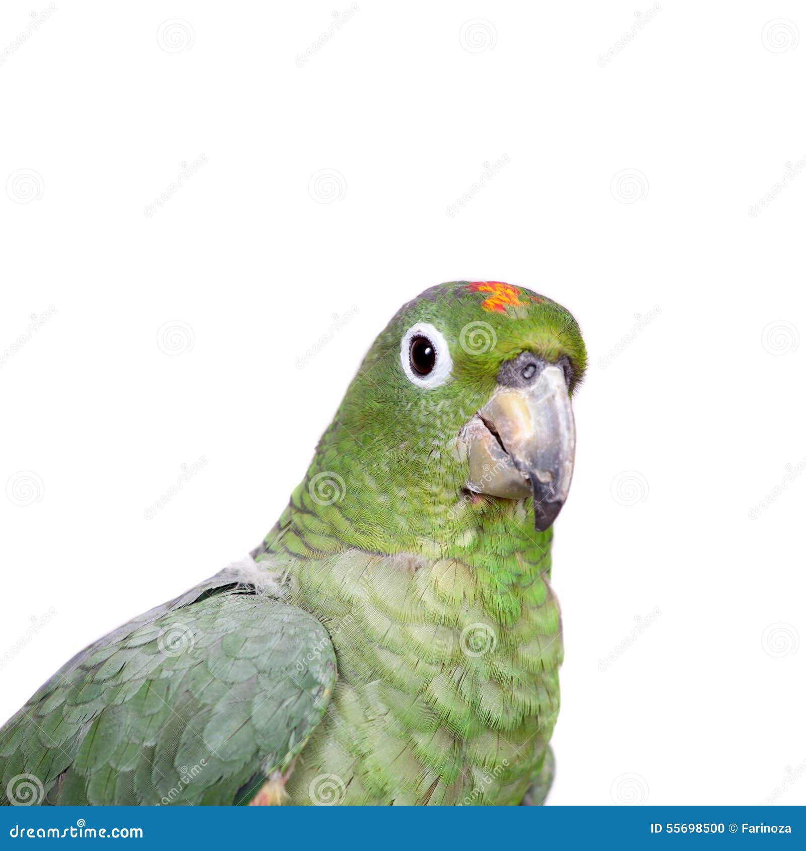 Mealy Amazon Isolated on White Stock Photo - Image of isolated, green ...