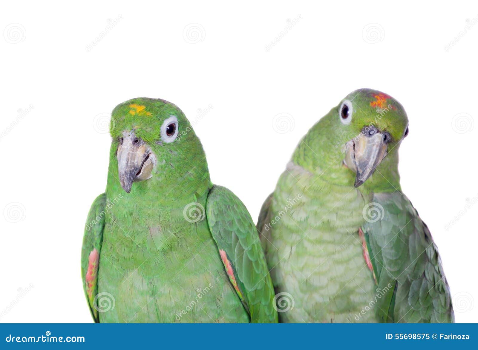 Mealy Amazon Isolated on White Stock Image - Image of endangered ...