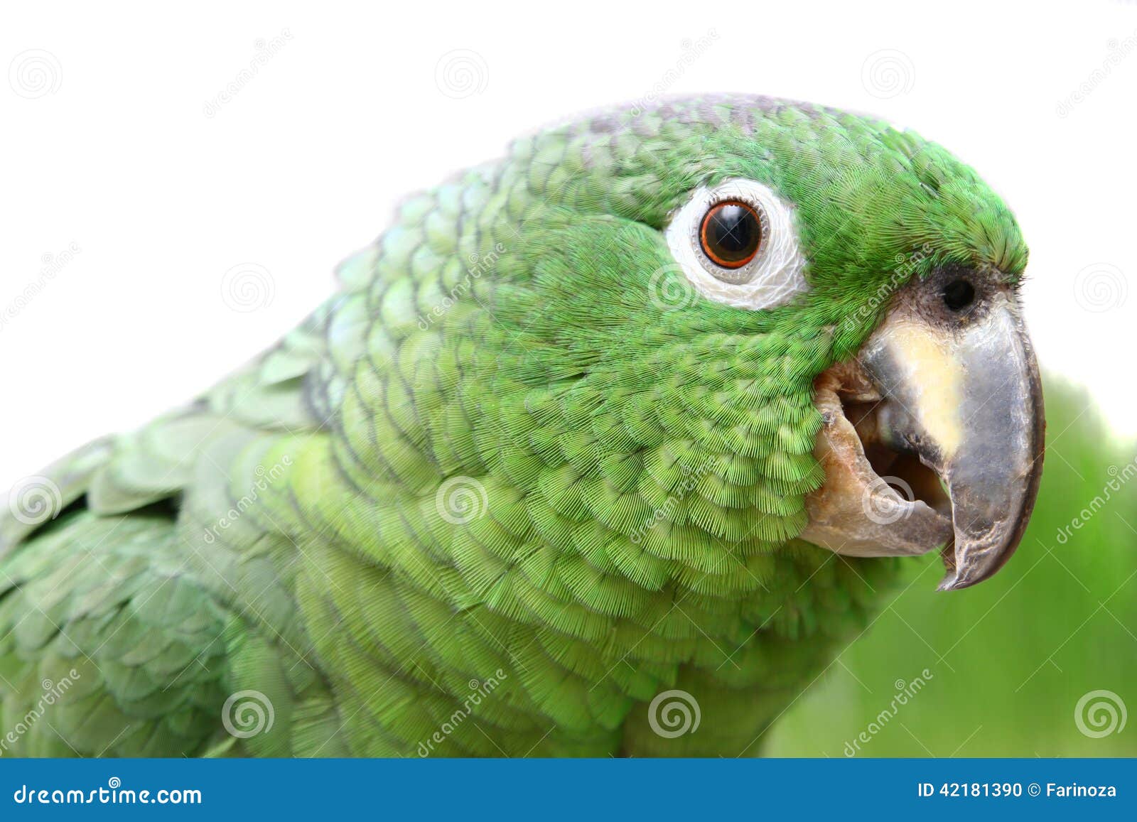 Mealy Amazon Parrot on White Background Stock Photo - Image of feather ...