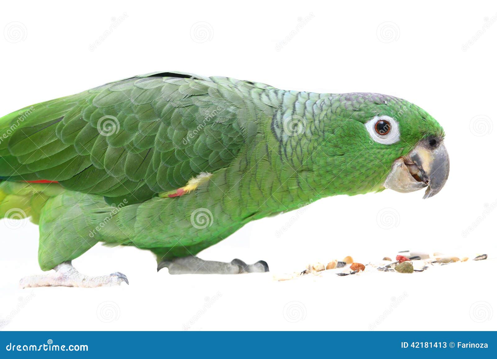 Mealy Amazon Parrot on White Background Stock Image - Image of peru ...