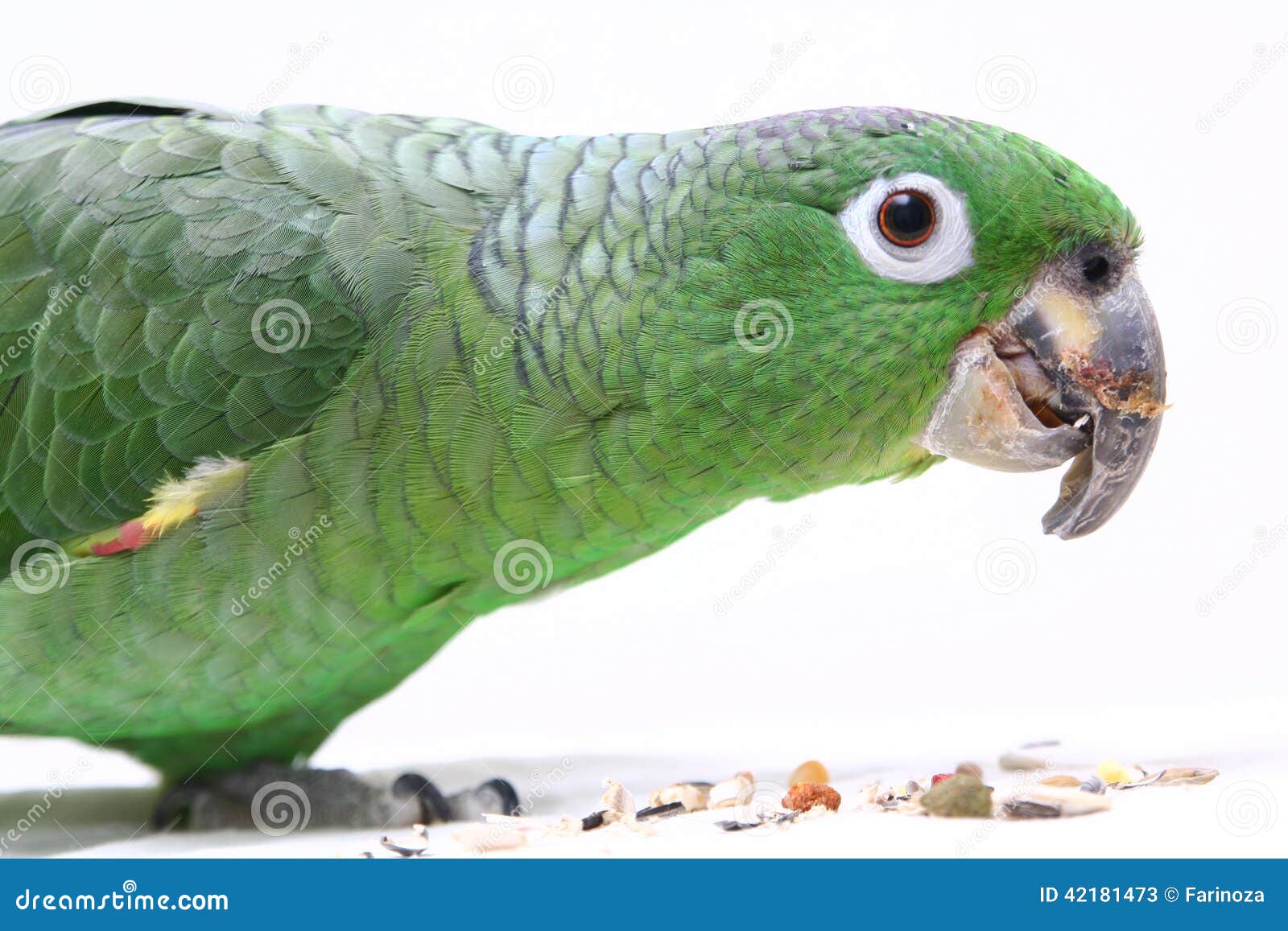 Mealy Amazon Parrot on White Background Stock Image - Image of amazona ...