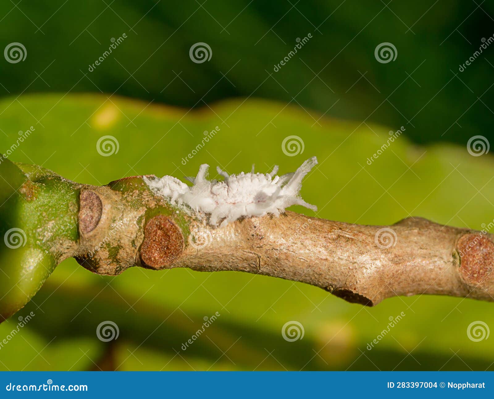 Mealy bug on branch stock photo. Image of garden, green - 283397004
