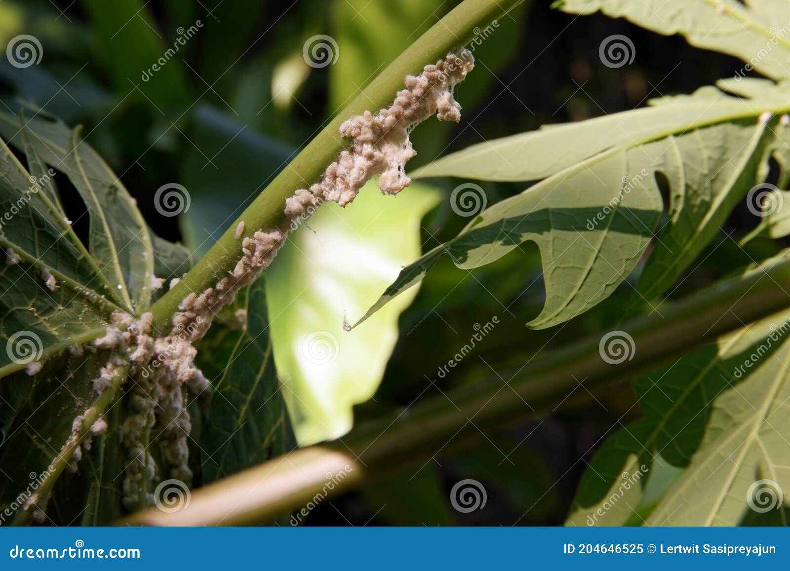 Mealy Bug Infested on Papaya Leaf Stock Image - Image of organic ...