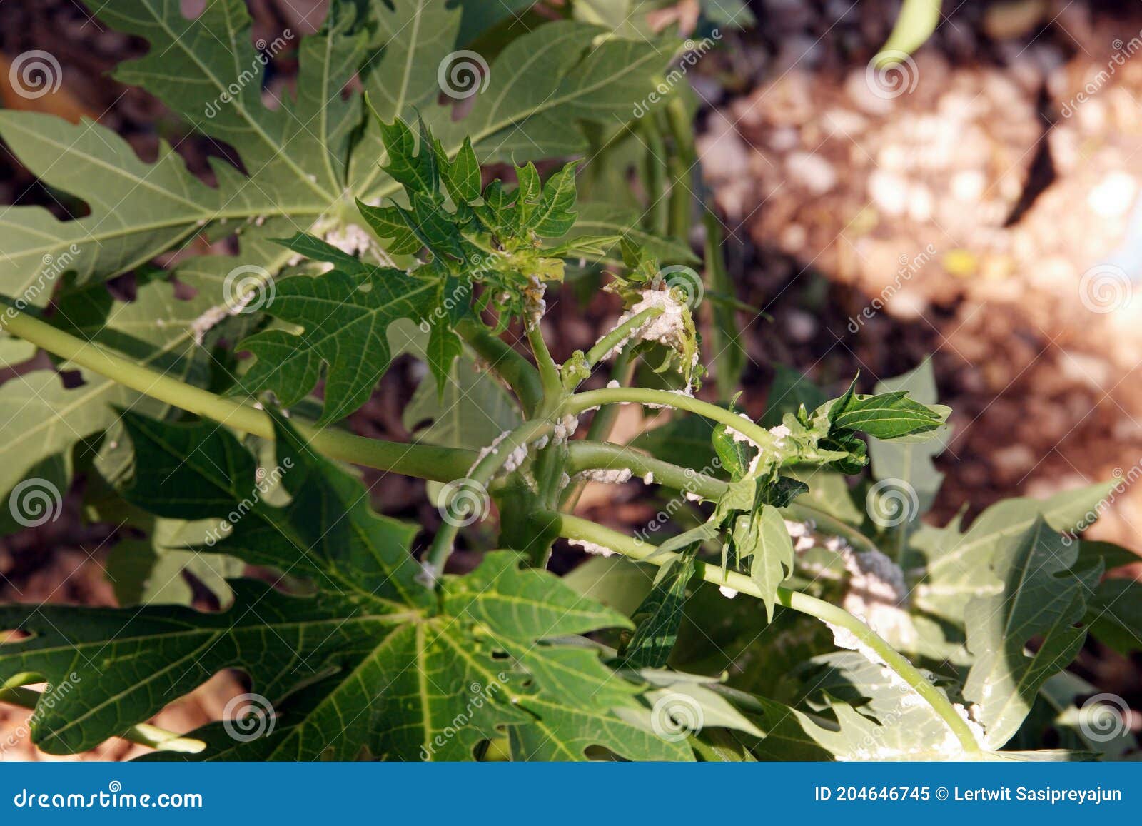 Mealy Bug Infested on Papaya Leaf Stock Image - Image of pest, black ...