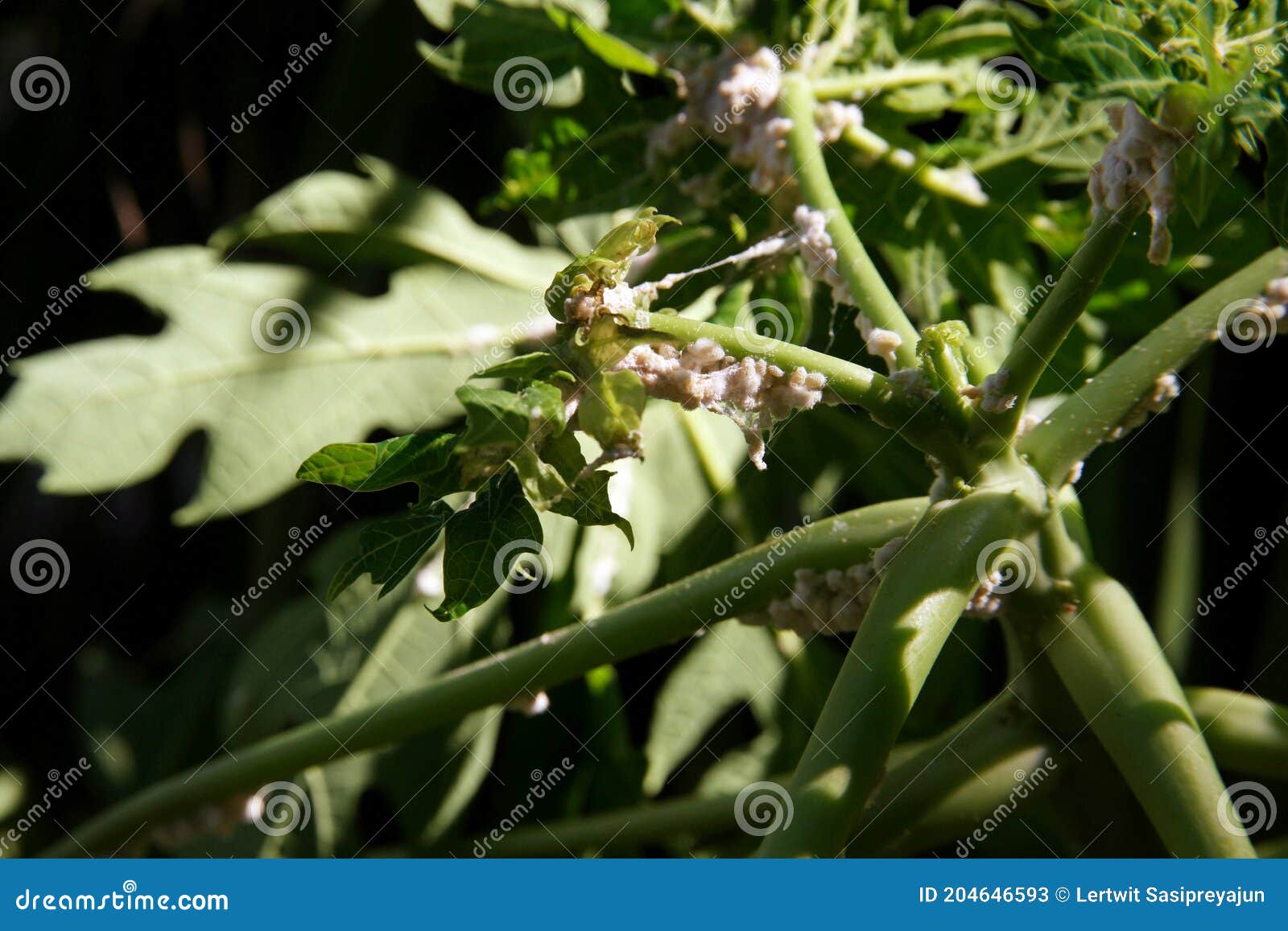 Mealy Bug Infested on Papaya Leaf Stock Image - Image of plant, nature ...