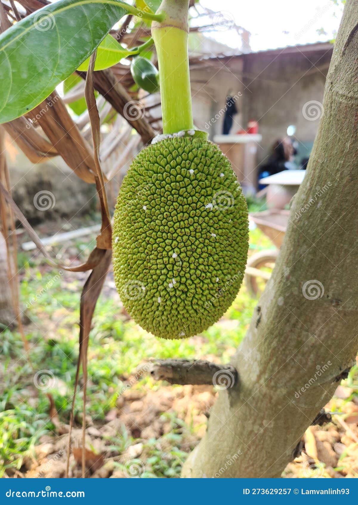 Mealy Bug (Planococcus Lilacinus) Attack on Young Jackfruit Stock Image ...
