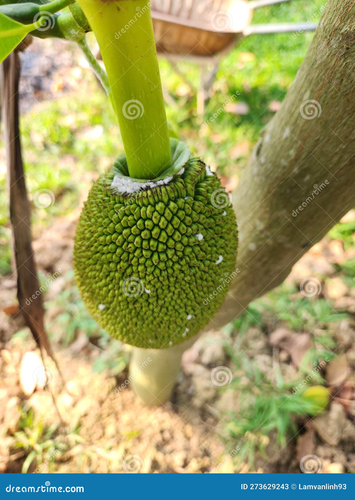 Mealy Bug (Planococcus Lilacinus) Attack on Young Jackfruit Stock Image ...