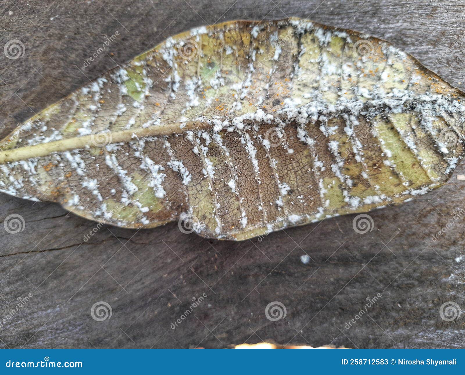Mealy bug stock image. Image of insect, soil, infested - 258712583