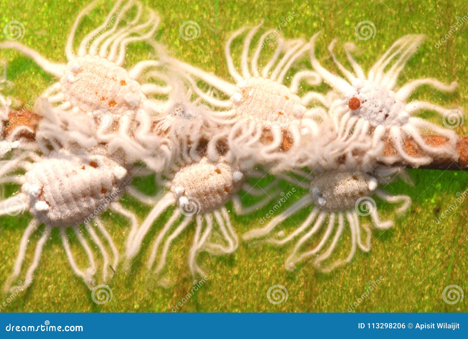 Mealy Bug or Pseudococcus on Plant Leaf in Southeast Asia. Stock Photo ...