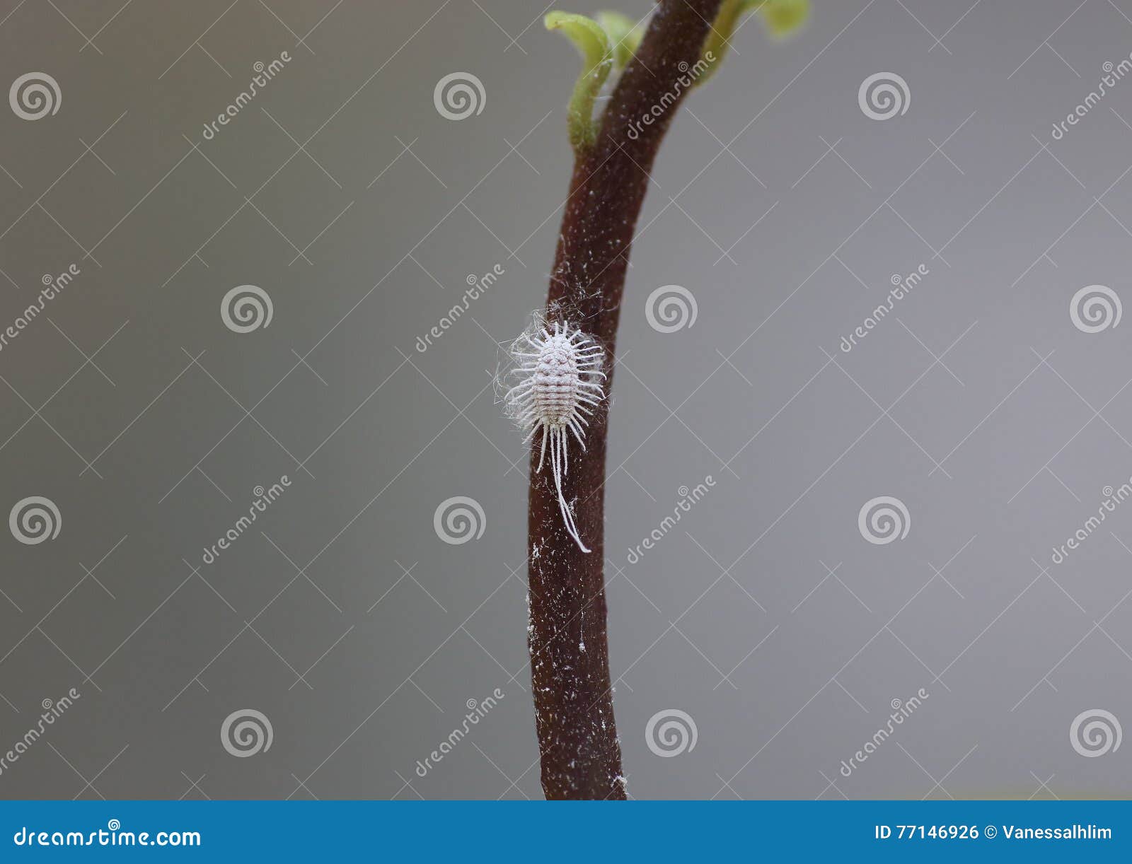 Mealy Bug on the Stalk of a Avocado Plant. Stock Photo - Image of pests ...