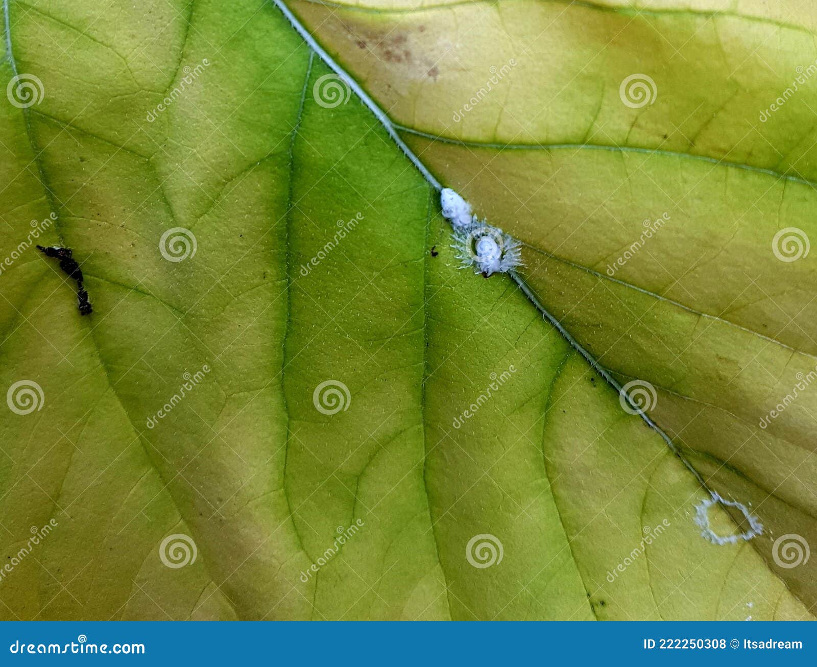 Mealy bugs on green leaf stock photo. Image of longispinus - 222250308