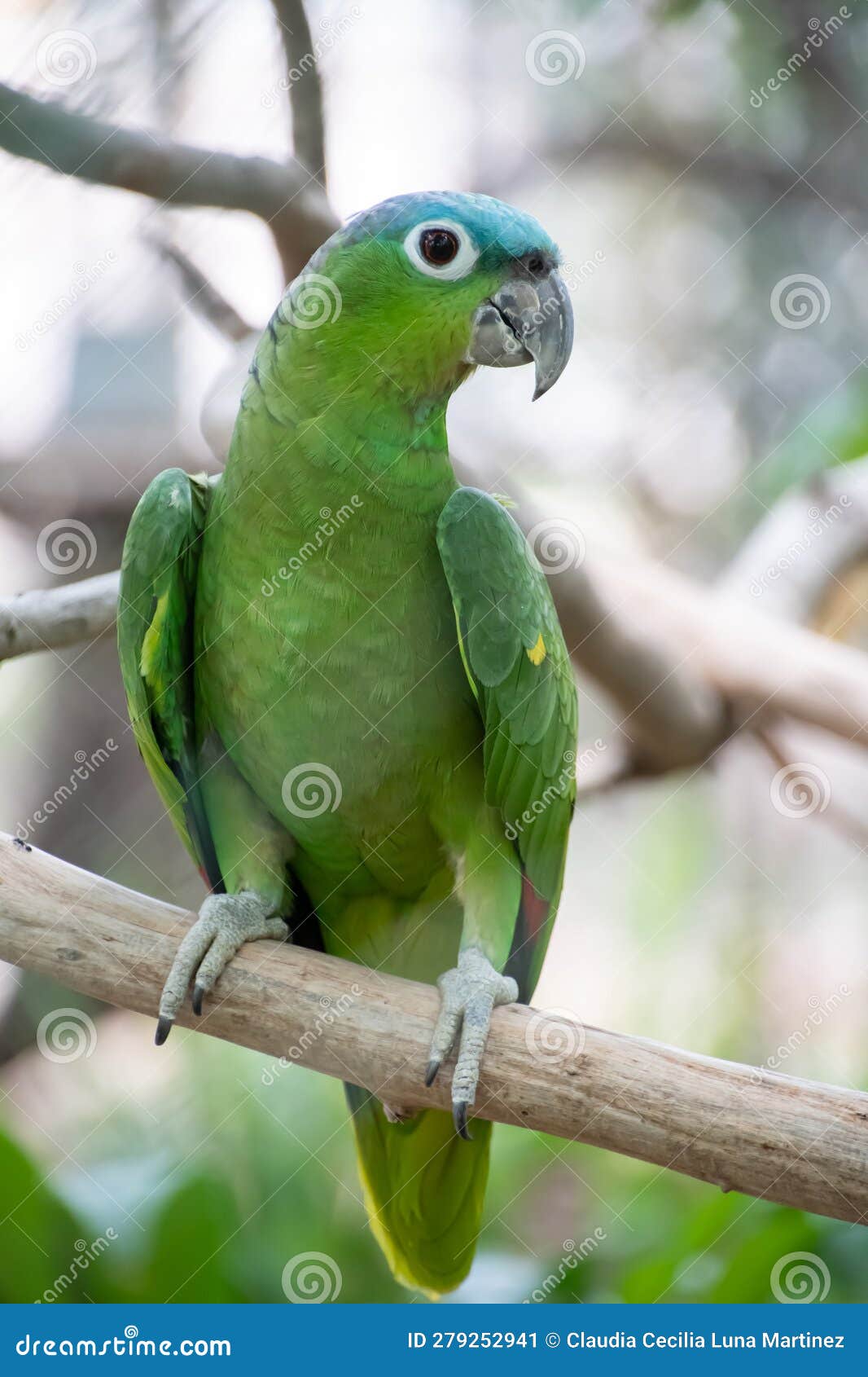 A Mealy Parrot, Amazona Farinosa, Hold In Captivity In A Zoo And Eating ...