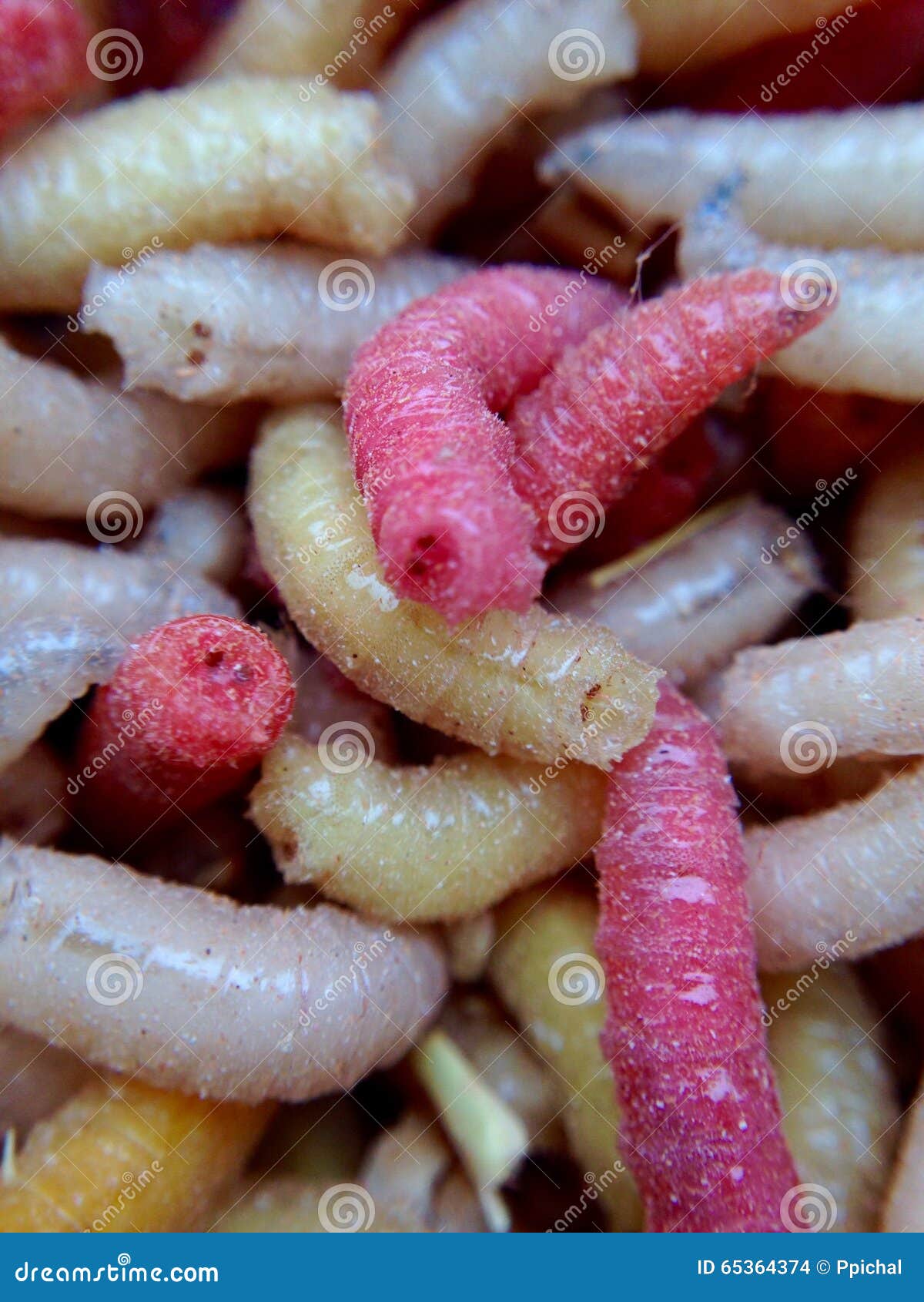 Mealy worms stock photo. Image of macro, detail, worms - 65364374