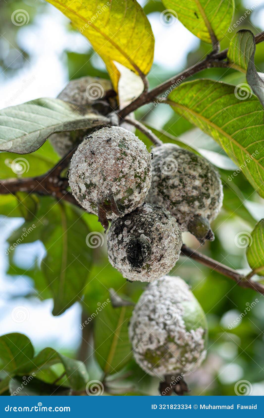 Mealybug Attack on Guava Trees. Stock Photo - Image of gardening, sick ...