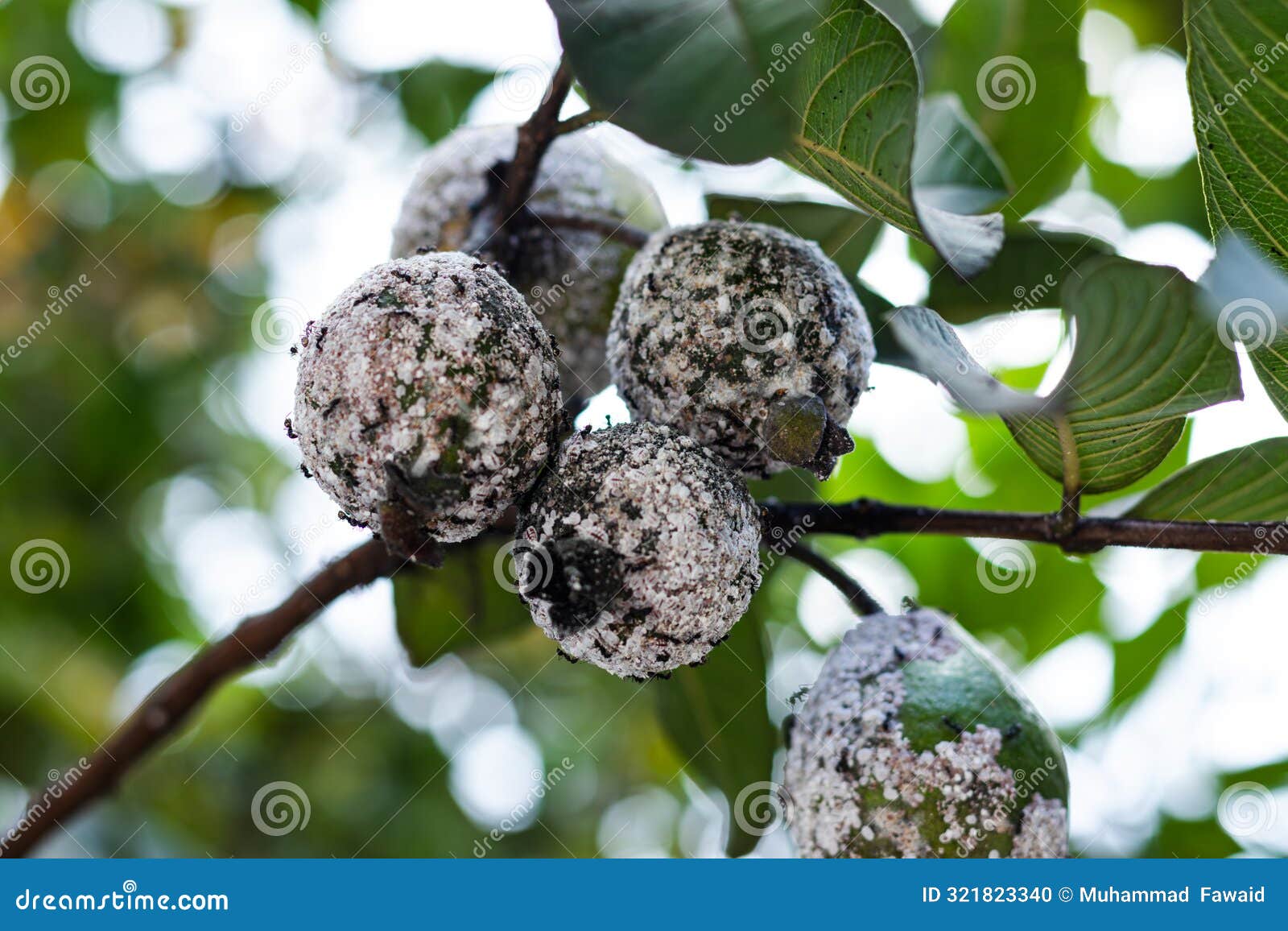 Mealybug Attack on Guava Trees. Stock Photo - Image of fruits, damage ...