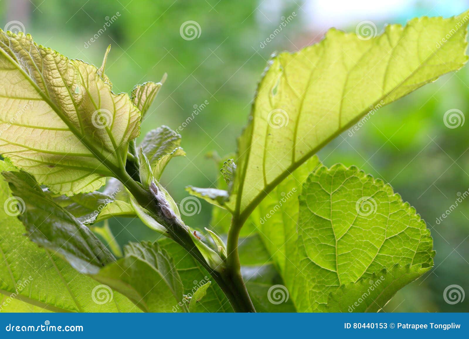 Mealybug eating sap stock image. Image of natural, plant - 80440153