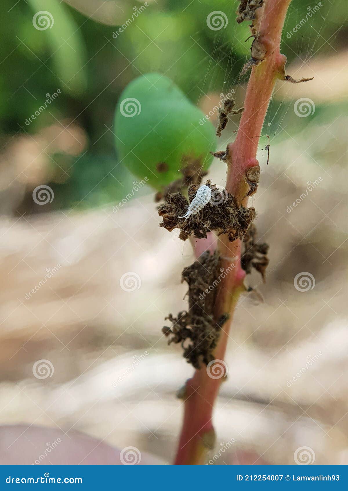 Mealybug Insect Attack On Young Mango Fruit In Viet Nam. Stock Image ...