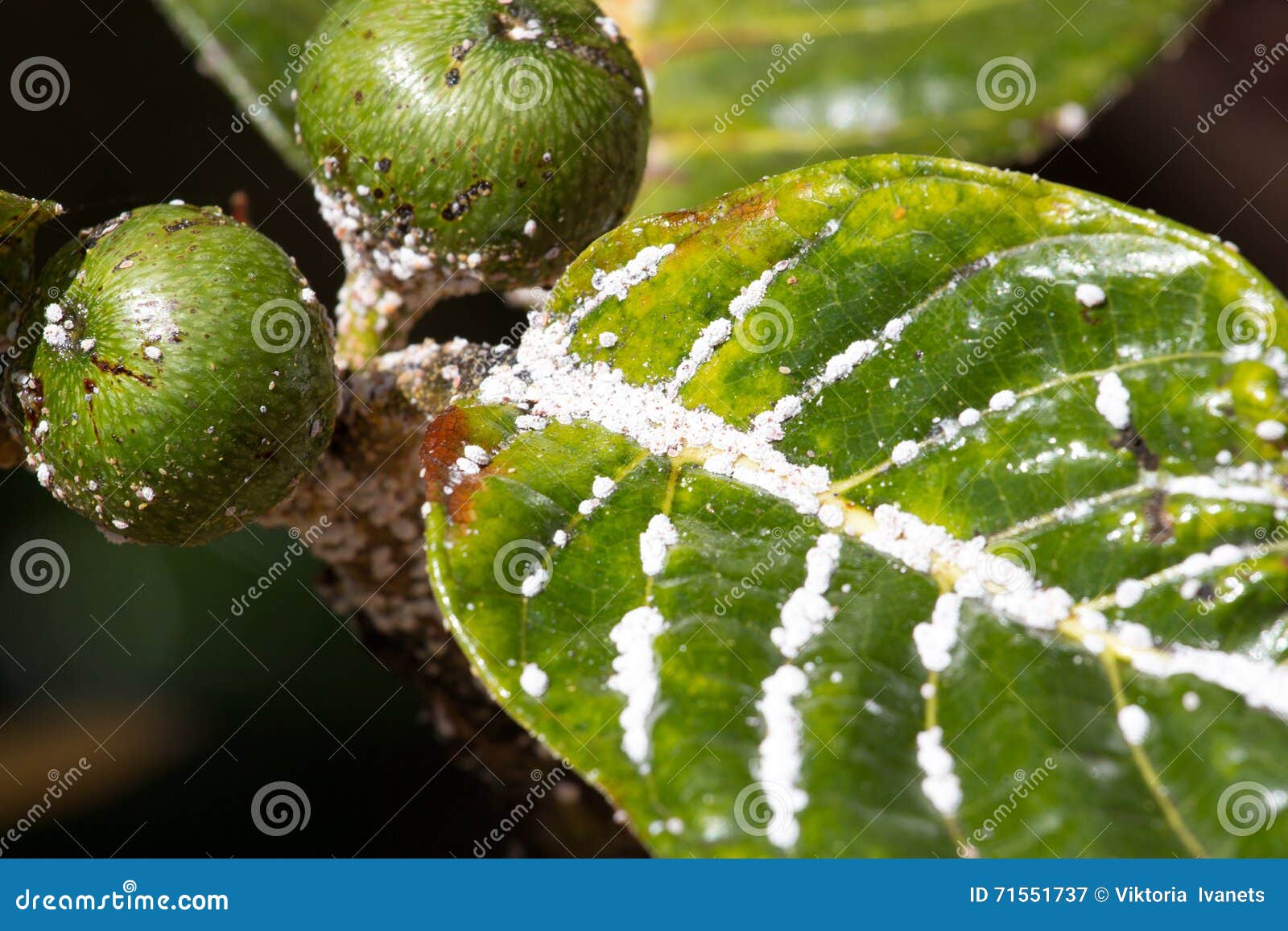 Mealybug on Leaf Figs. Plant Aphid Insect Infestation Stock Image ...