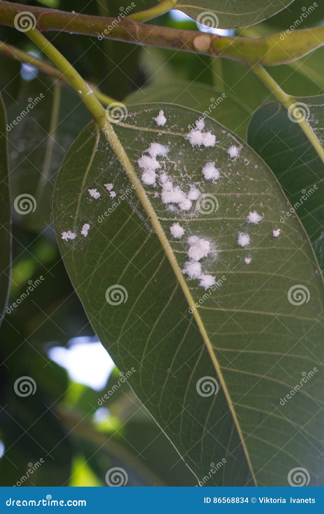 Mealybug On Leaf Figs. Plant Aphid Insect Infestation Ficus Elastica ...