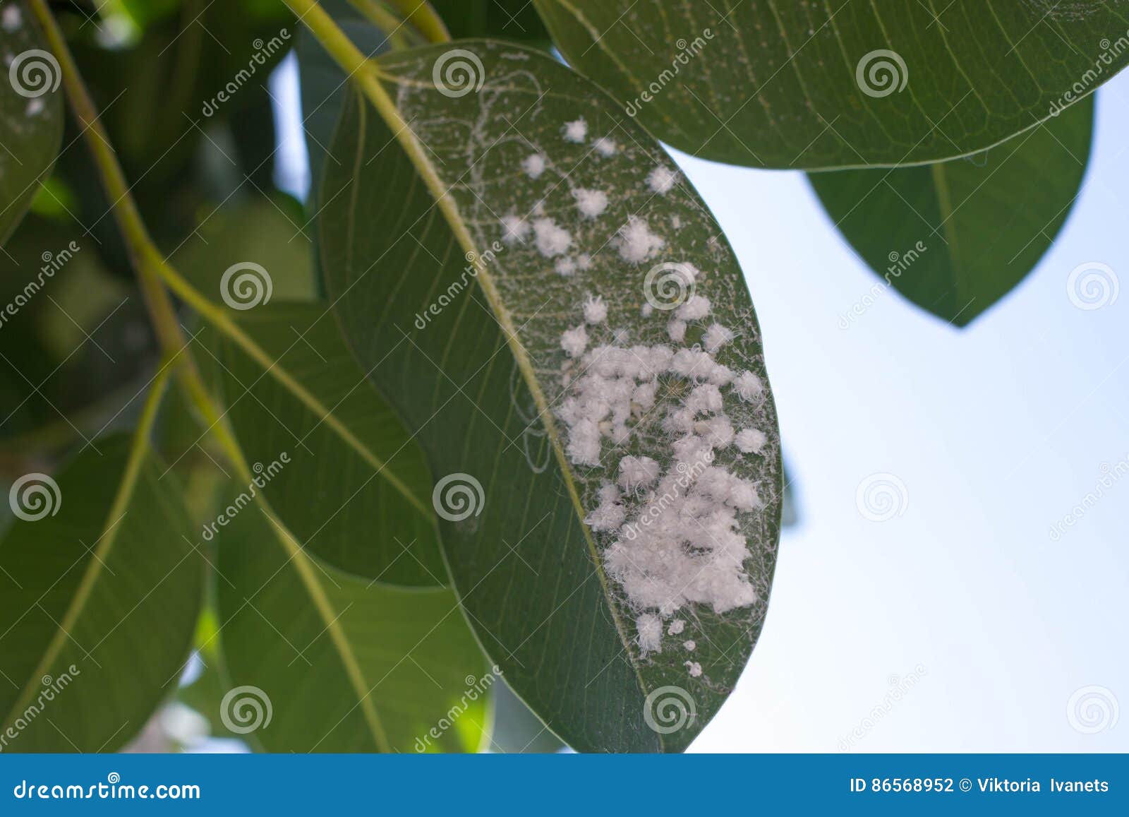 Mealybug on Leaf Figs. Plant Aphid Insect Infestation Ficus Elastica ...