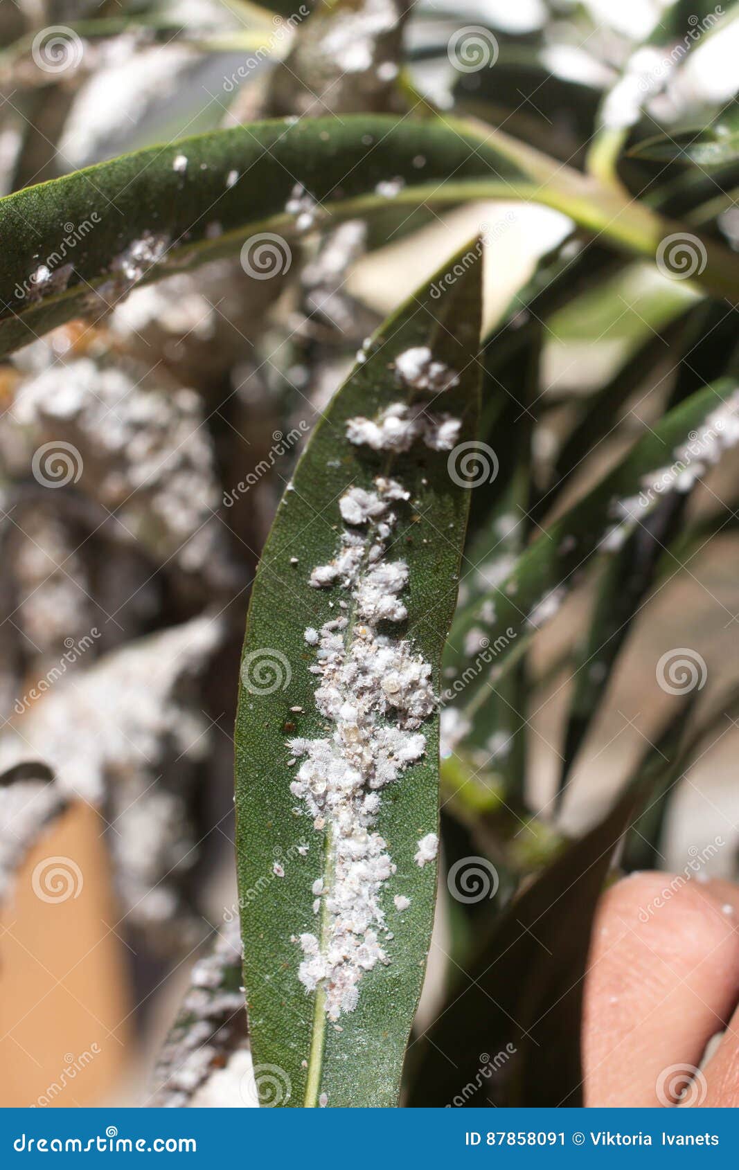 Pineapple Mealybug, Dysmicoccus Brevipes Stock Photography ...