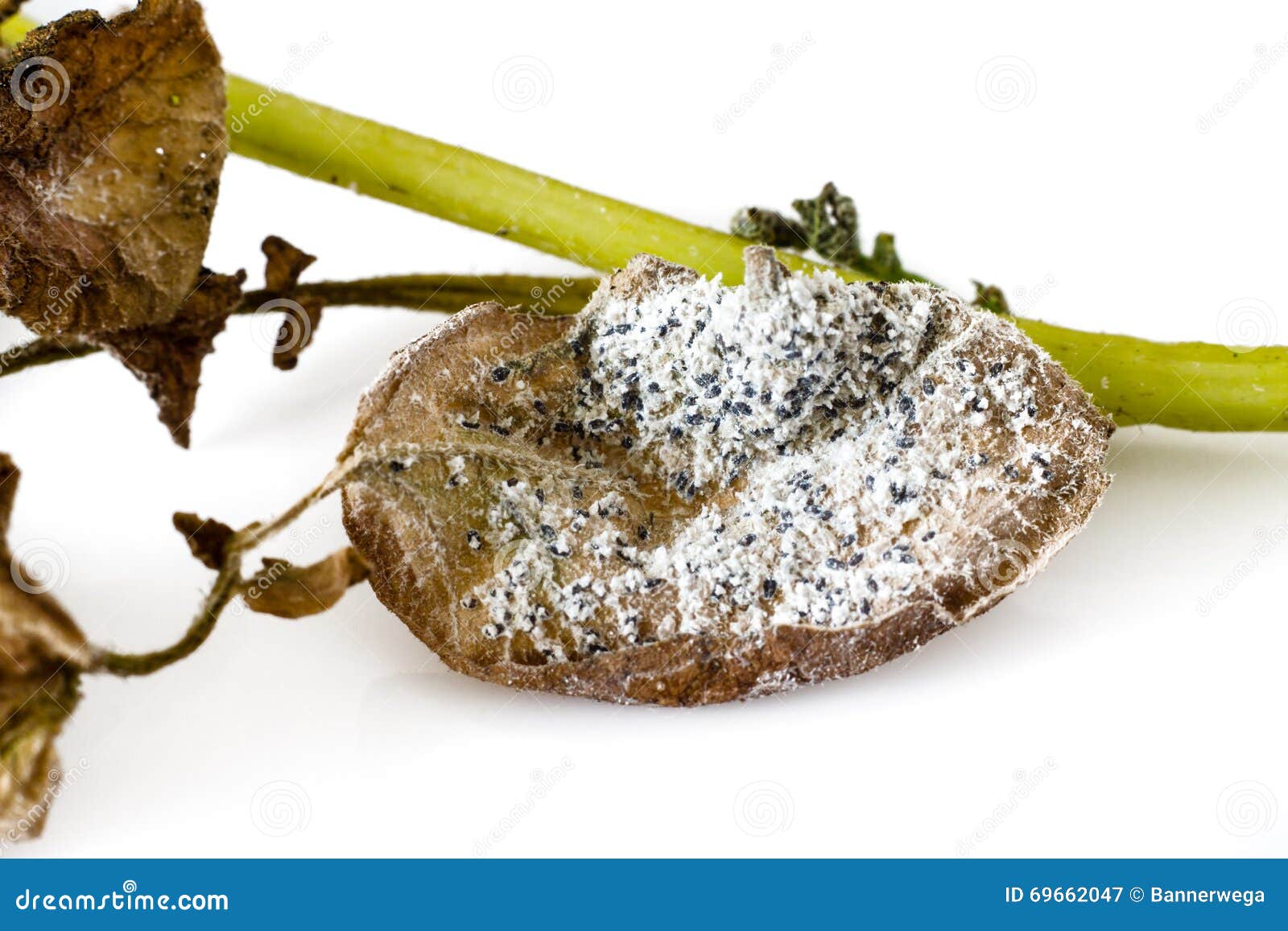 Mealybug On Leaf Figs. Plant Aphid Insect Infestation Ficus Elastica ...
