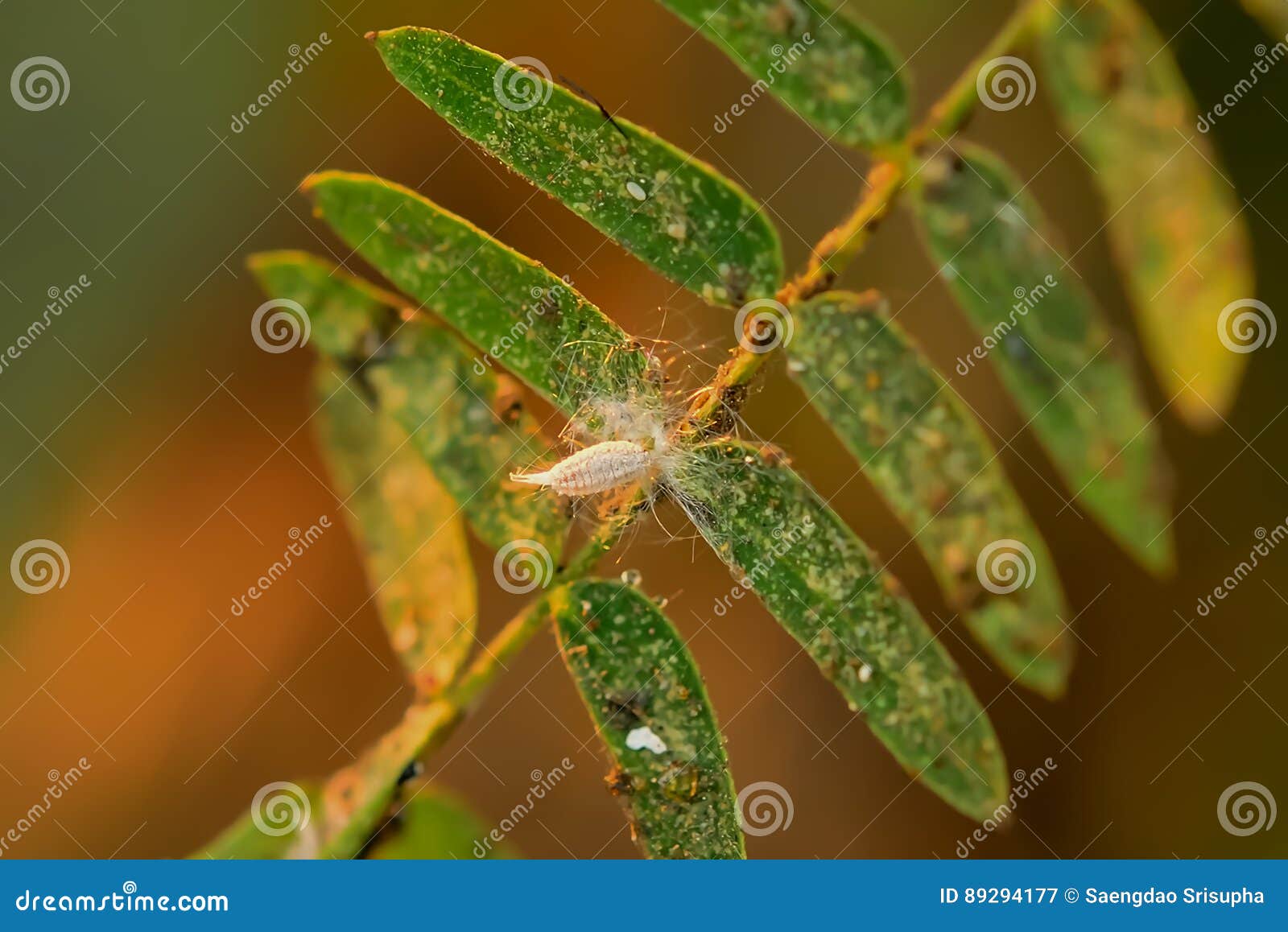 Pineapple Mealybug, Dysmicoccus Brevipes Stock Photography ...