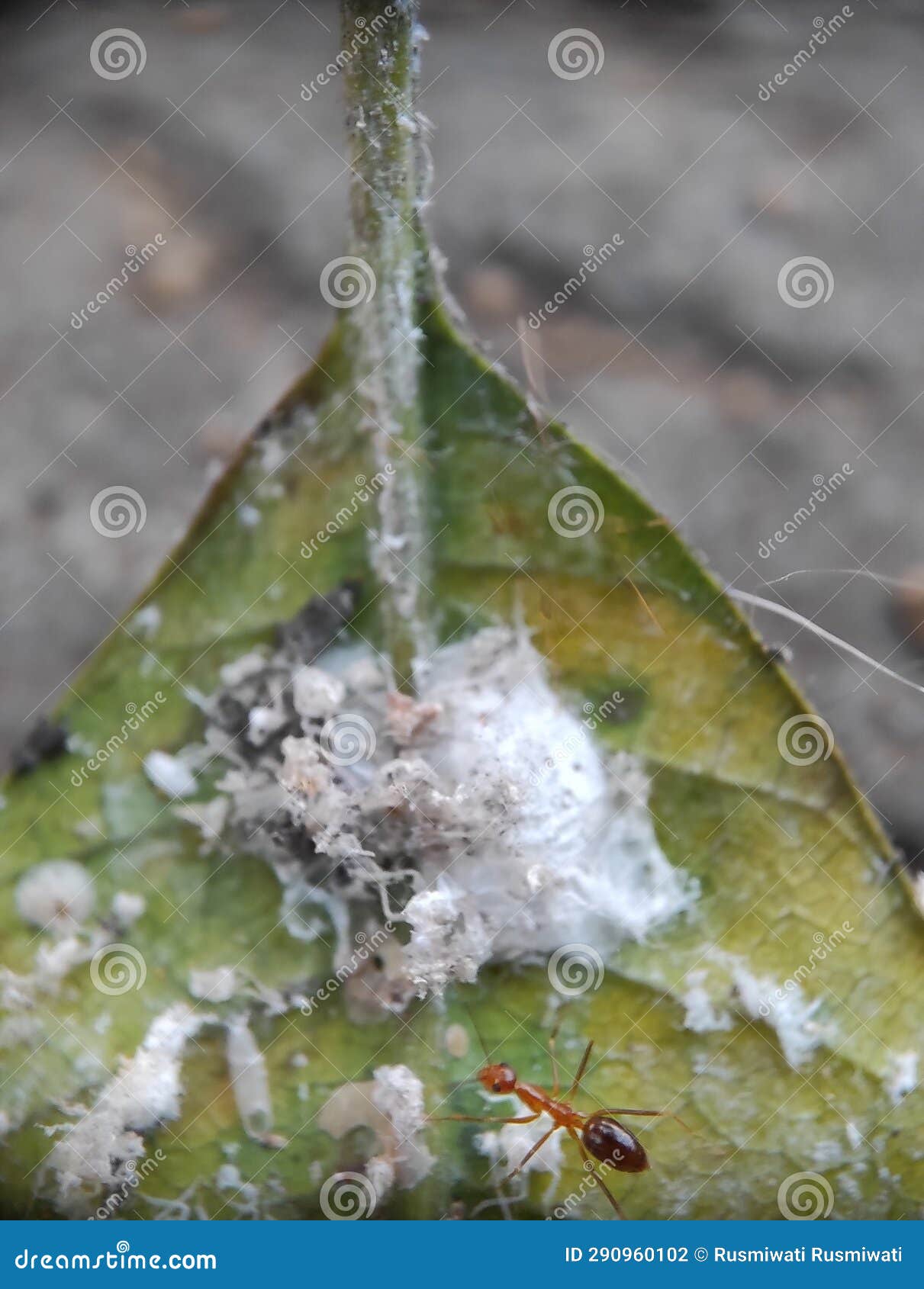 Mealybug Pests on Mango Leaves Stock Photo - Image of macro, handling ...