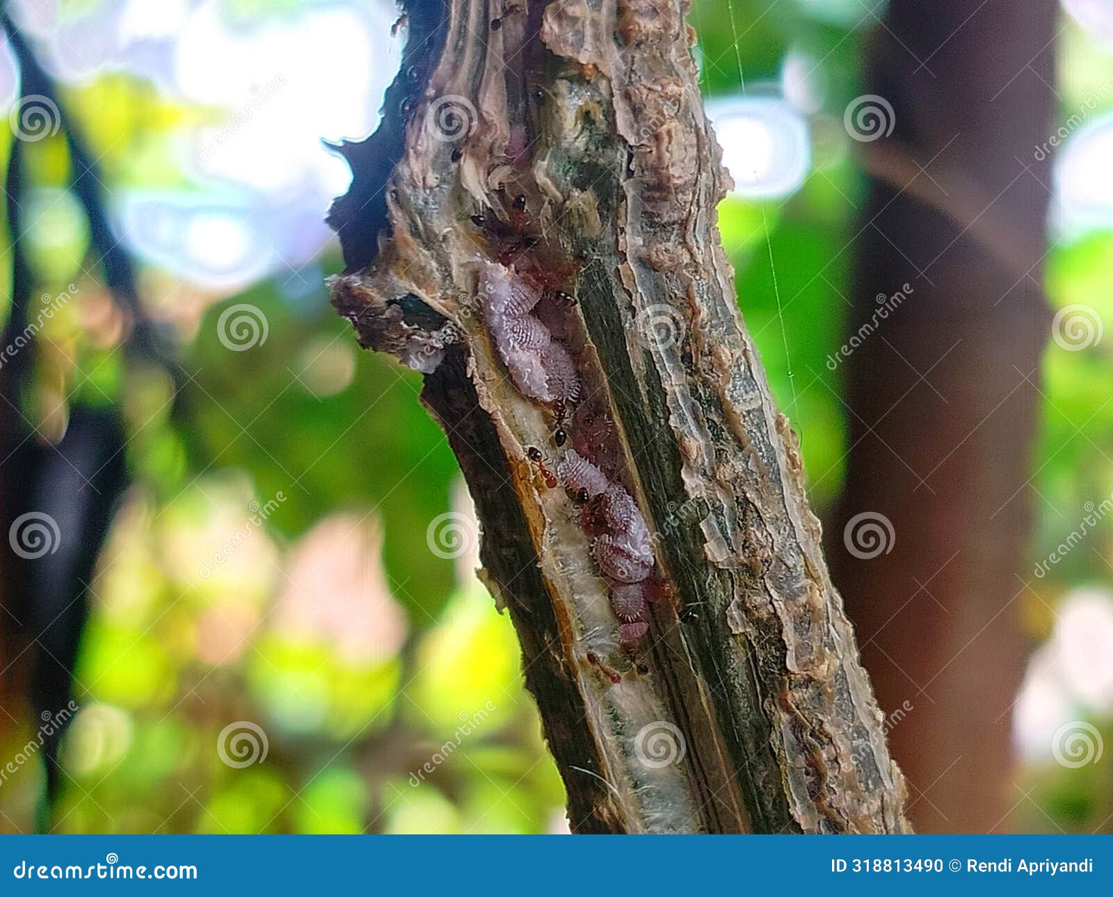 Mealybug Plant Pests that Live Stock Photo - Image of forward, staples ...