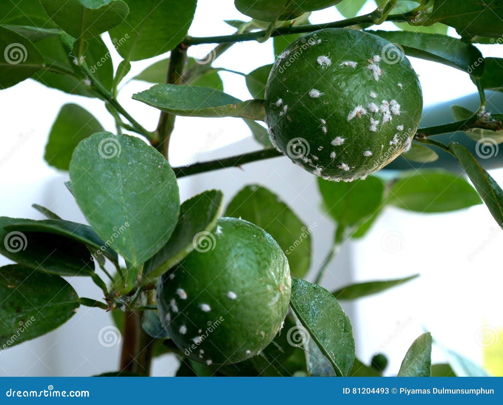 Mealybug , Pseudococcidae , Weed Stock Image - Image of mulberry ...