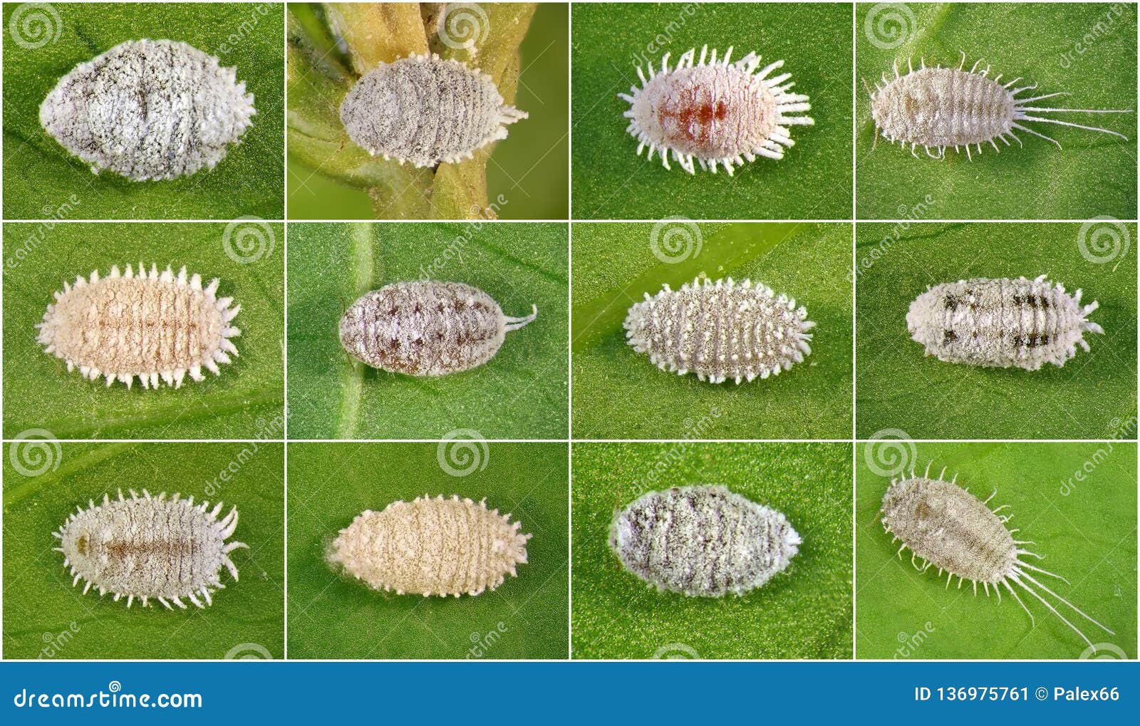 Mealybugs, Insectes D'échelle Image stock - Image du manne, sphérique ...
