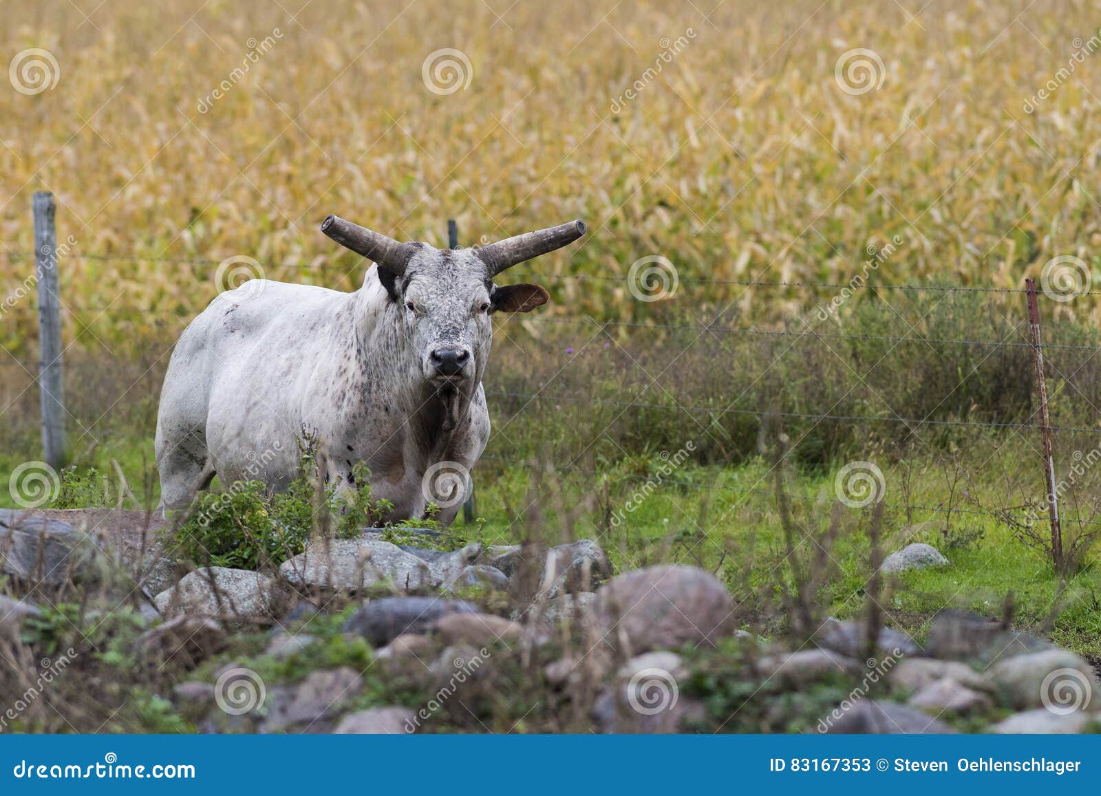 Mean Bull stock image. Image of cattle, rodeo, mean, horned - 83167353