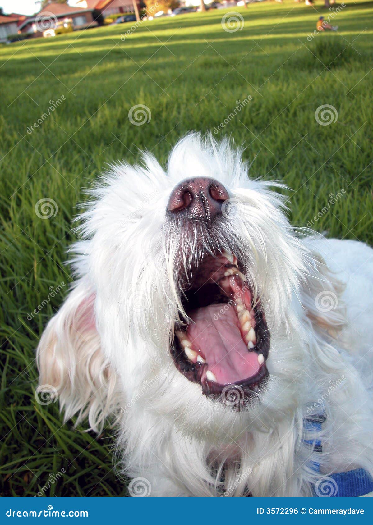 Mean Dog Bite stock photo. Image of fright, aggressive - 3572296