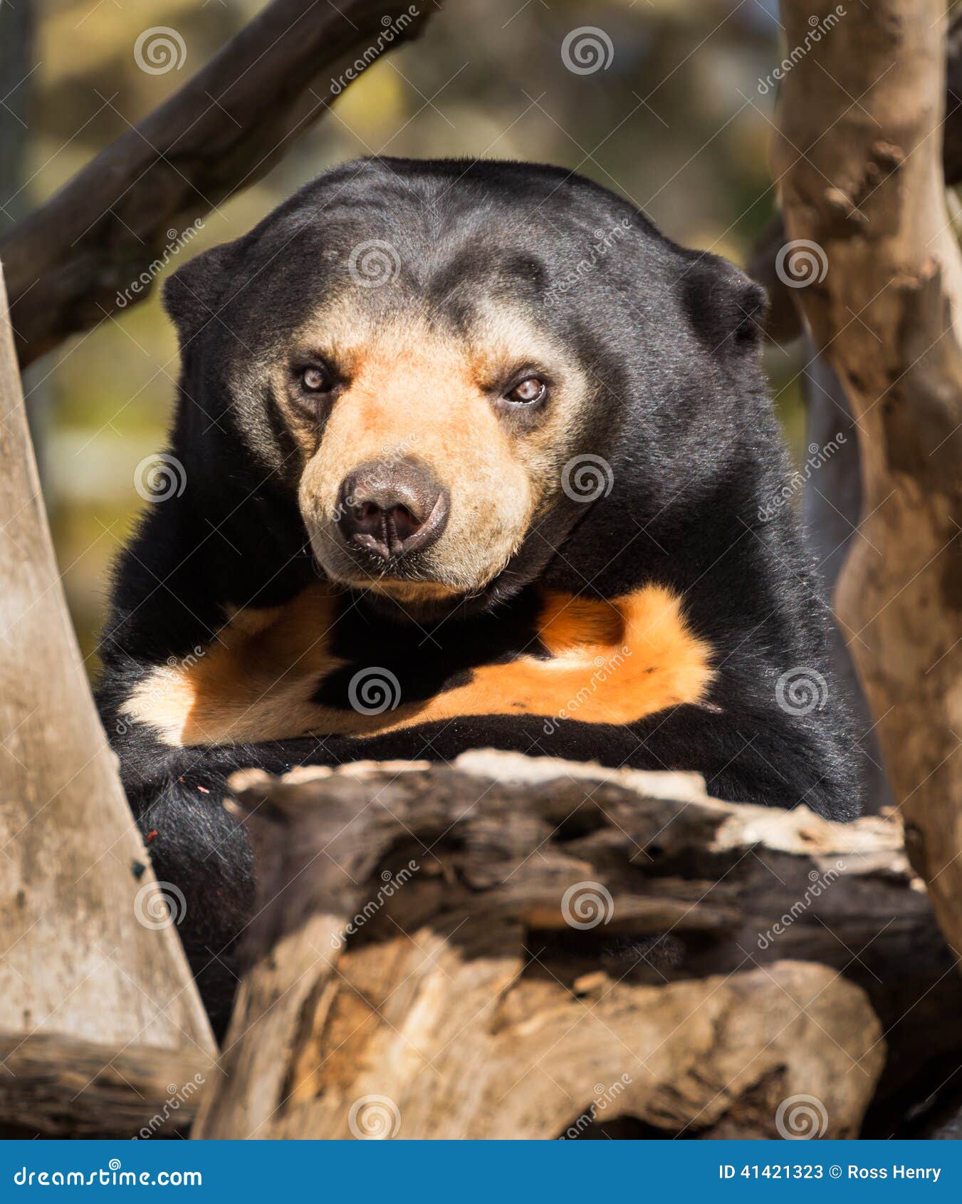 Mean Face Sun Bear stock image. Image of eyes, endangered - 41421323