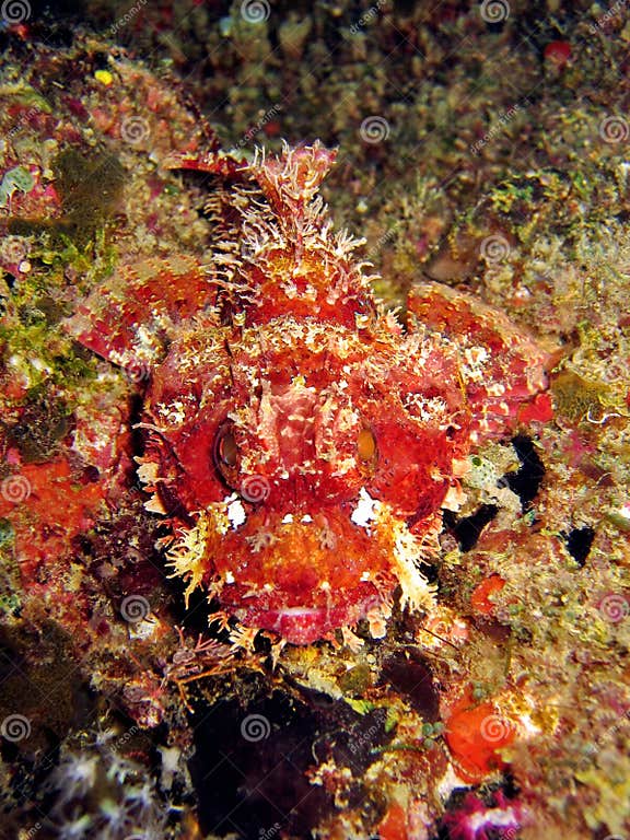 Mean Fish stock photo. Image of tropical, scorpionfish - 1112568