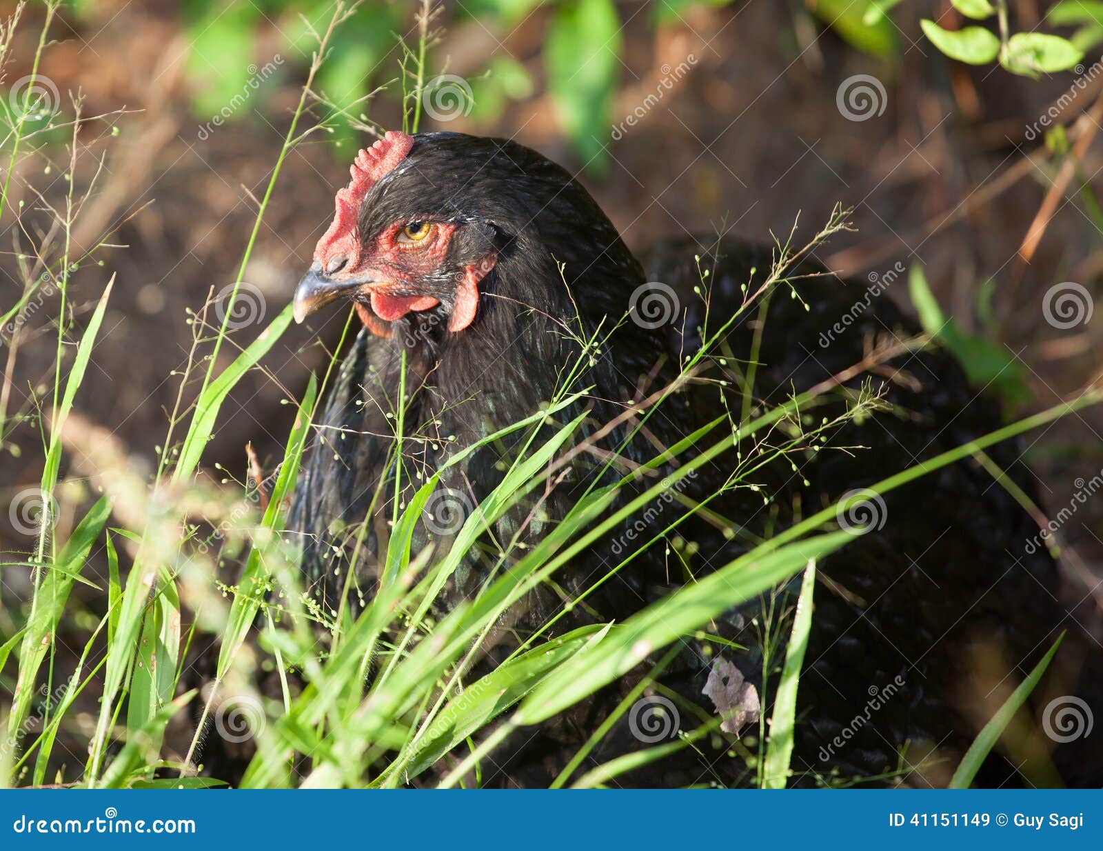 Mean Hen stock image. Image of animal, black, orange - 41151149