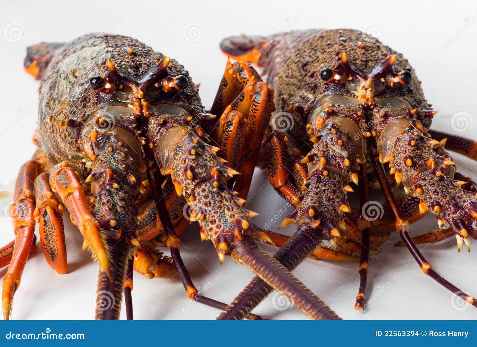 Mean Looking Crayfish stock photo. Image of seafood, crayfish - 32563394