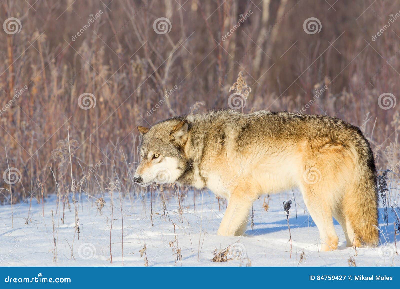 Mean looking timber wolf stock image. Image of wild, portrait - 84759427