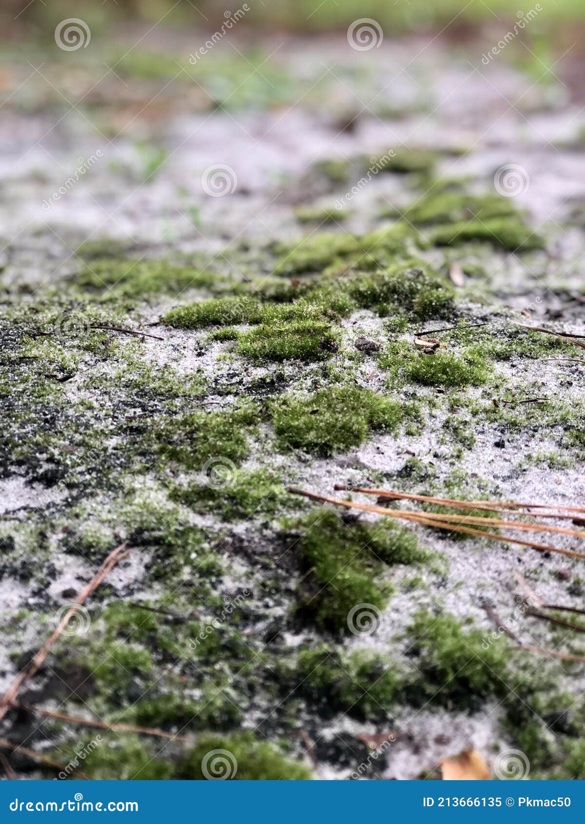 Meandering Path Dotted with Green Puffs of Moss Stock Image - Image of ...