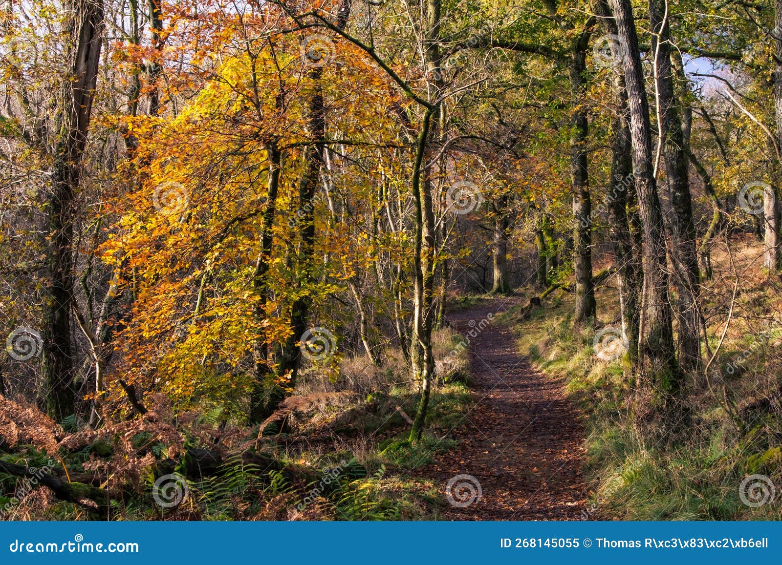 Meandering Path through Forest in Golden Winter Light, Scotland Stock ...