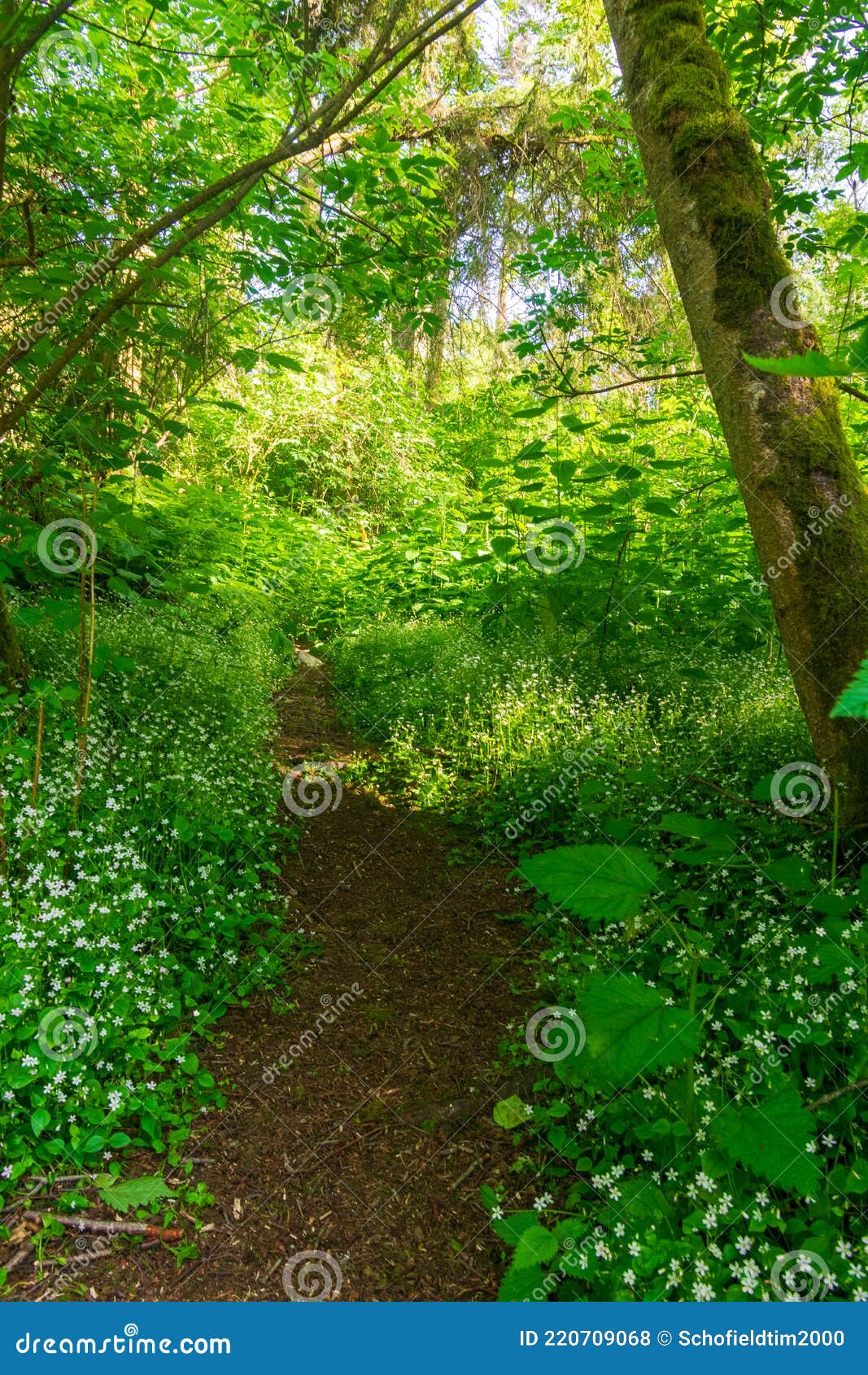 Meandering Path through Lush Forest Stock Photo - Image of dirt ...