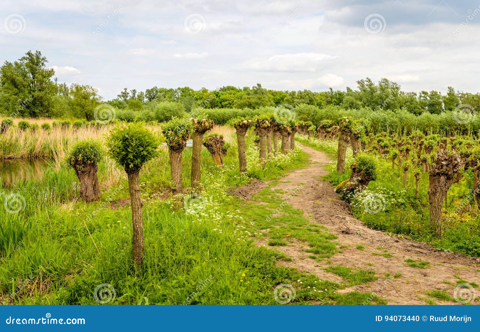 Meandering Path between Pollard Willow Trees Stock Photo - Image of ...