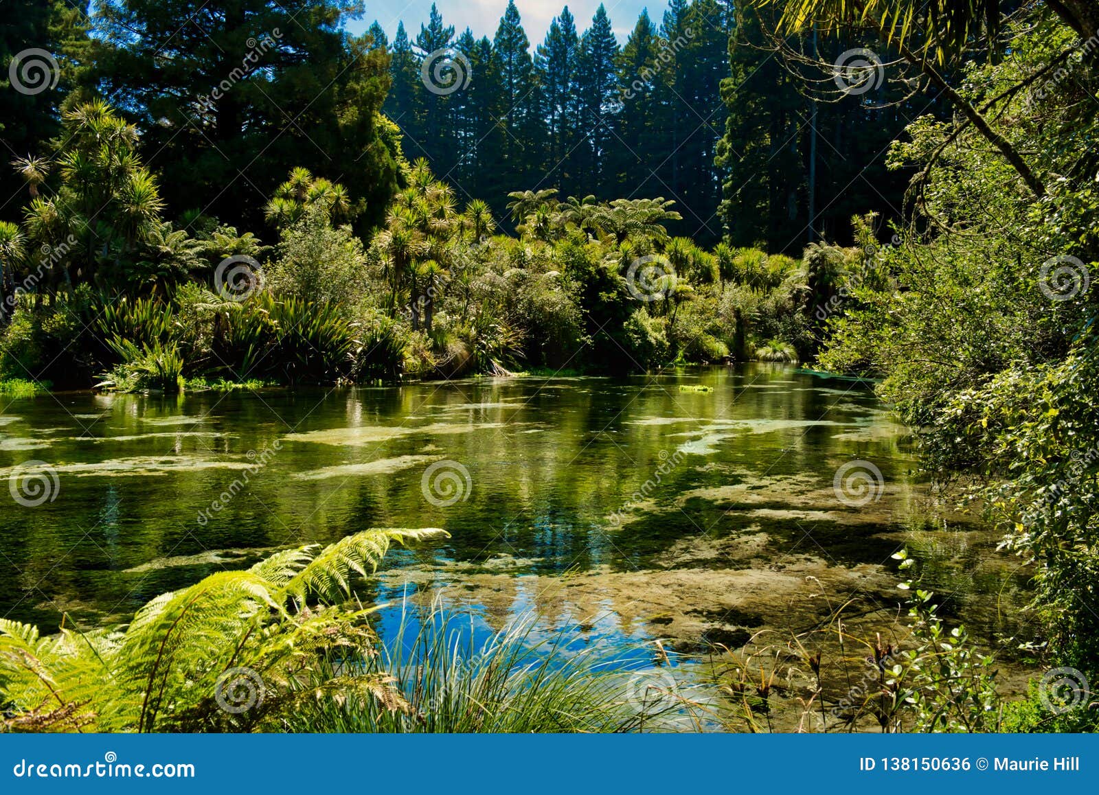 Tranquil Stream in Native Bush Stock Photo - Image of stream, clear ...