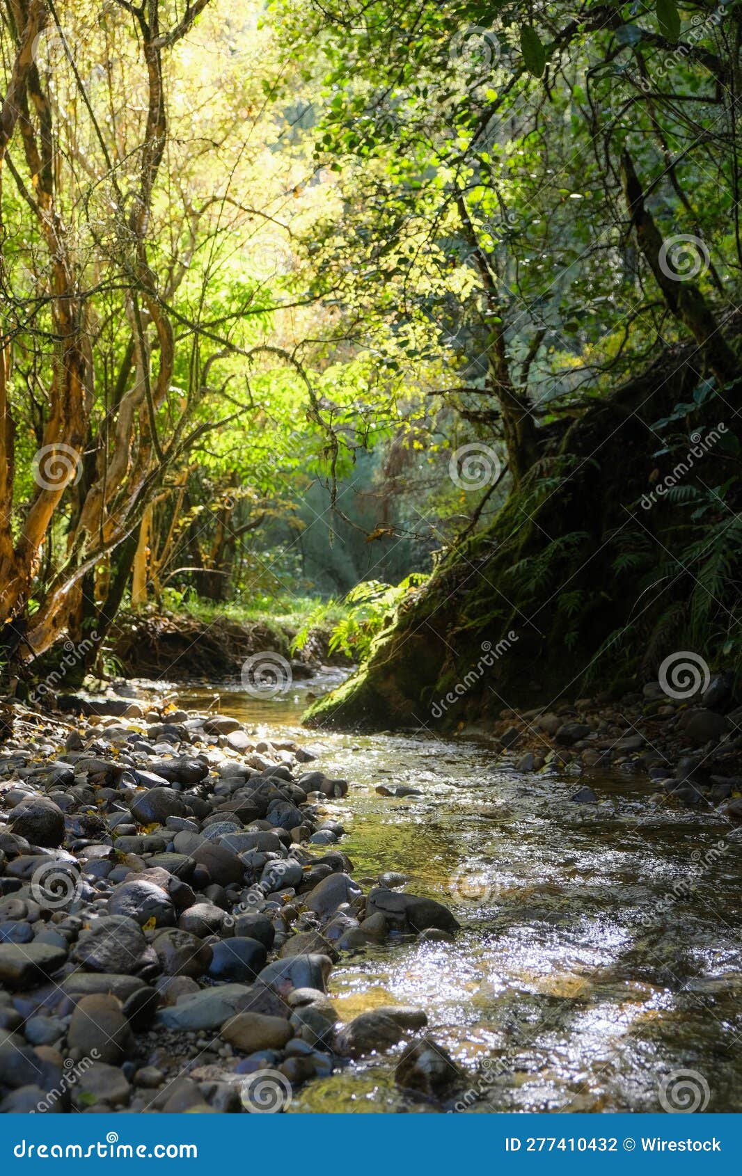 Meandering Stream Running through a Forest, with Sunlight Shining ...
