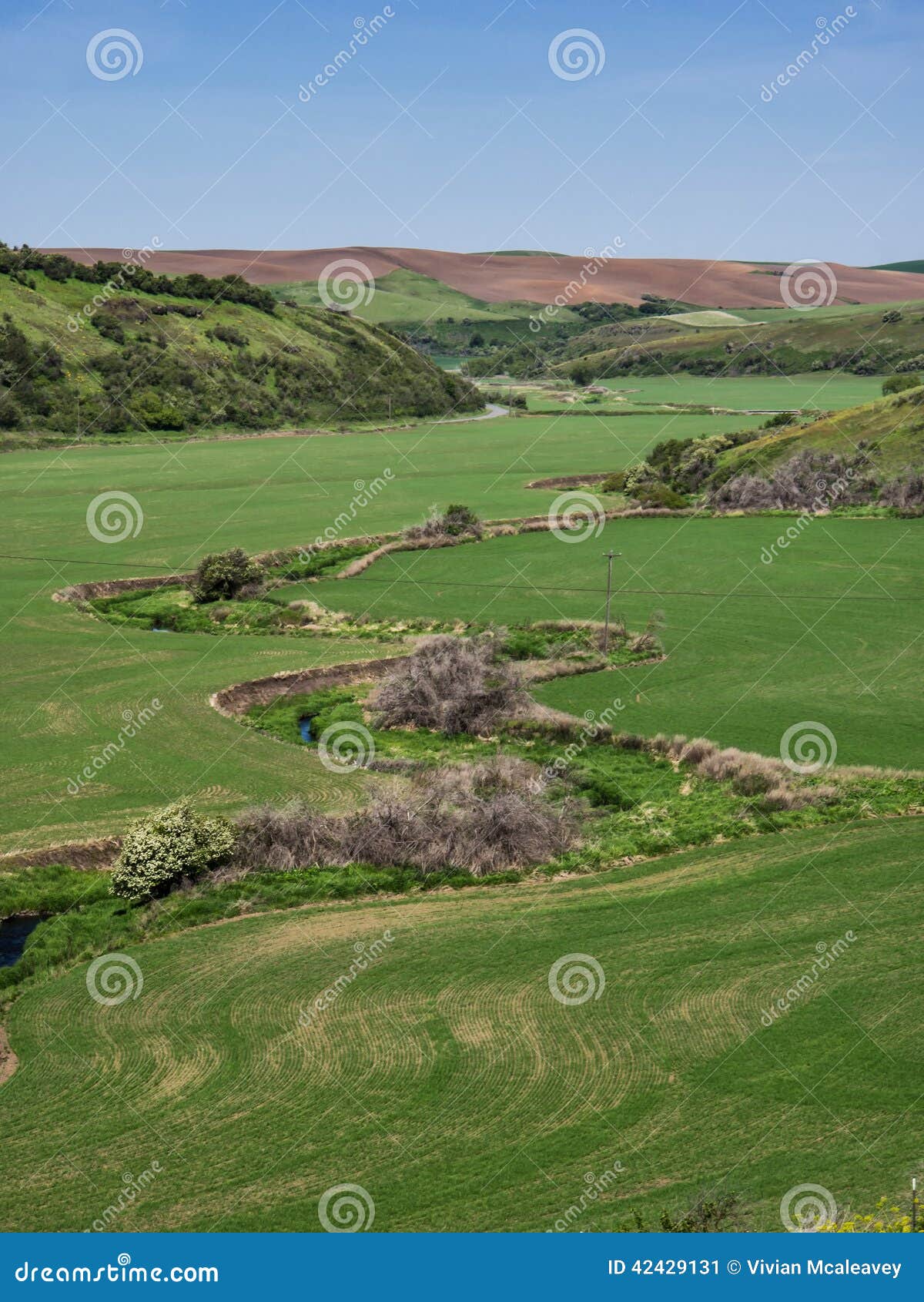 Meandering Stream through Wheat Fields in Spring Stock Image - Image of ...