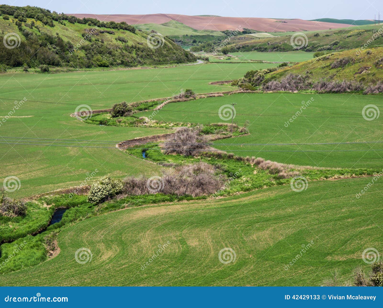 Meandering Stream through Wheat Fields in Spring Stock Image - Image of ...