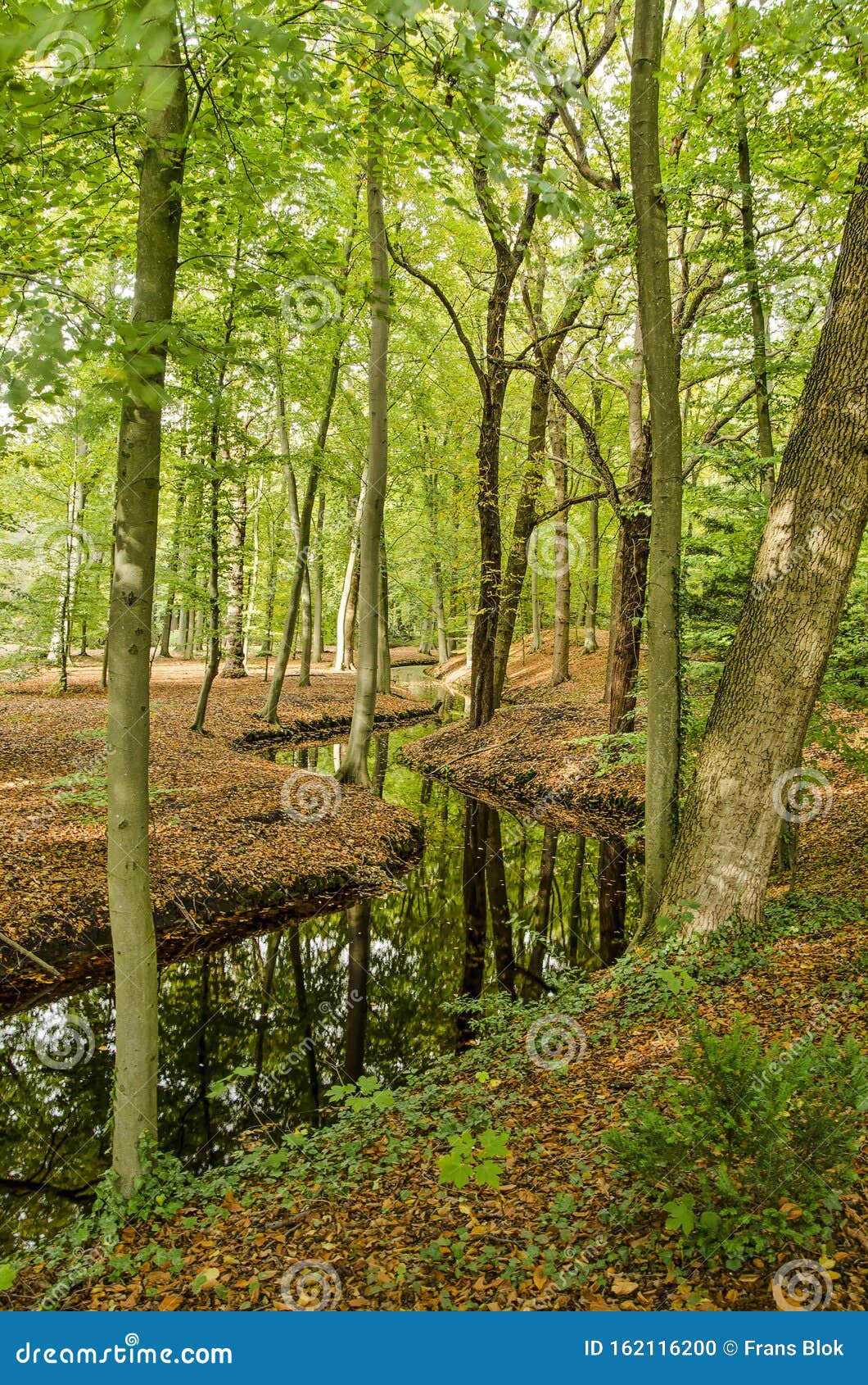 Meandering Watercourse in a Forest Stock Photo - Image of reserve ...